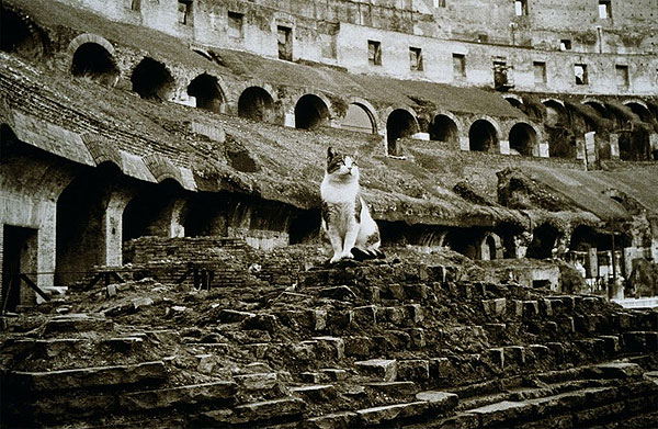 Datos Sobre Los Gatos Del Coliseo De Roma Lo Que Debe Saber Antes De