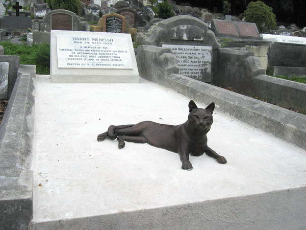 Mrs. Chippy, el gato antártico – Gatos y Respeto