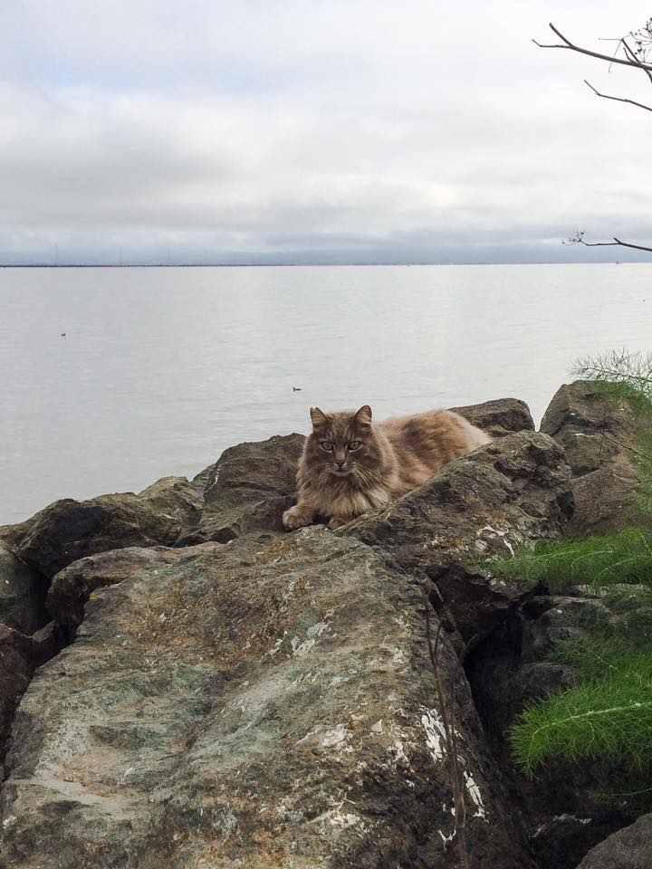 El proyecto Gatos de la Bahía (Project Bay Cat) – Gatos y Respeto