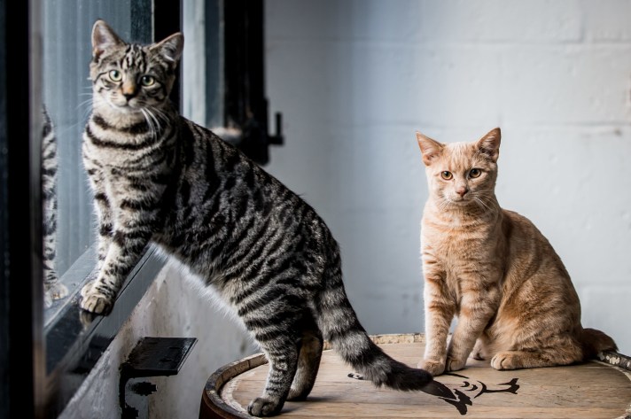 Towser y otros gatos en destilerías y cervecerías – Gatos y Respeto