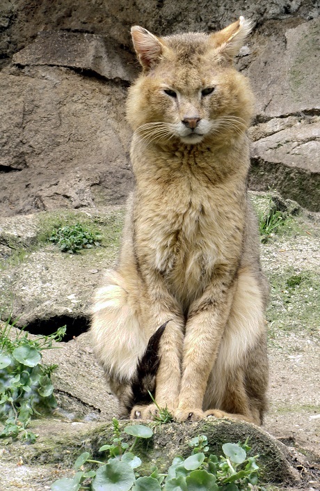 El gato de la jungla (que no vive en la jungla) – Gatos y Respeto
