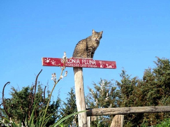 Los gatos de la colonia felina de Su Pallosu (Cerdeña) – Gatos y Respeto