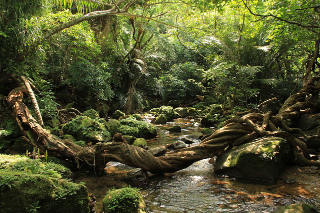 El gato de Iriomote – Gatos y Respeto