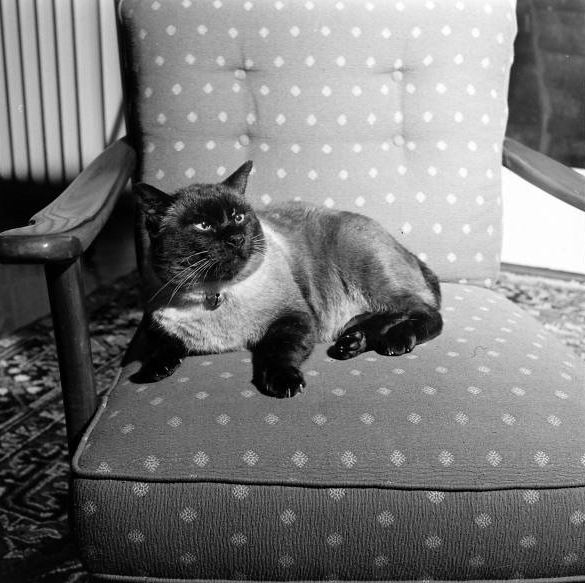 El gato siamés y el rey – Gatos y Respeto