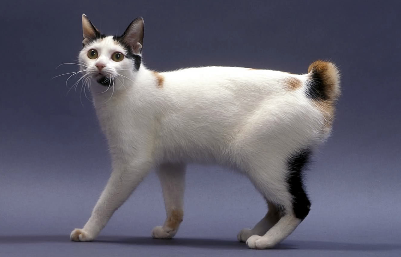 El gato bobtail japonés, su historia – Gatos y Respeto