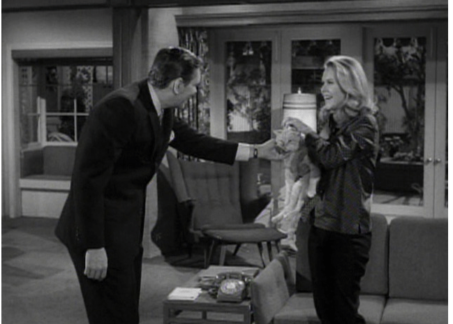 Los gatos de Embrujada (Bewitched) – Gatos y Respeto