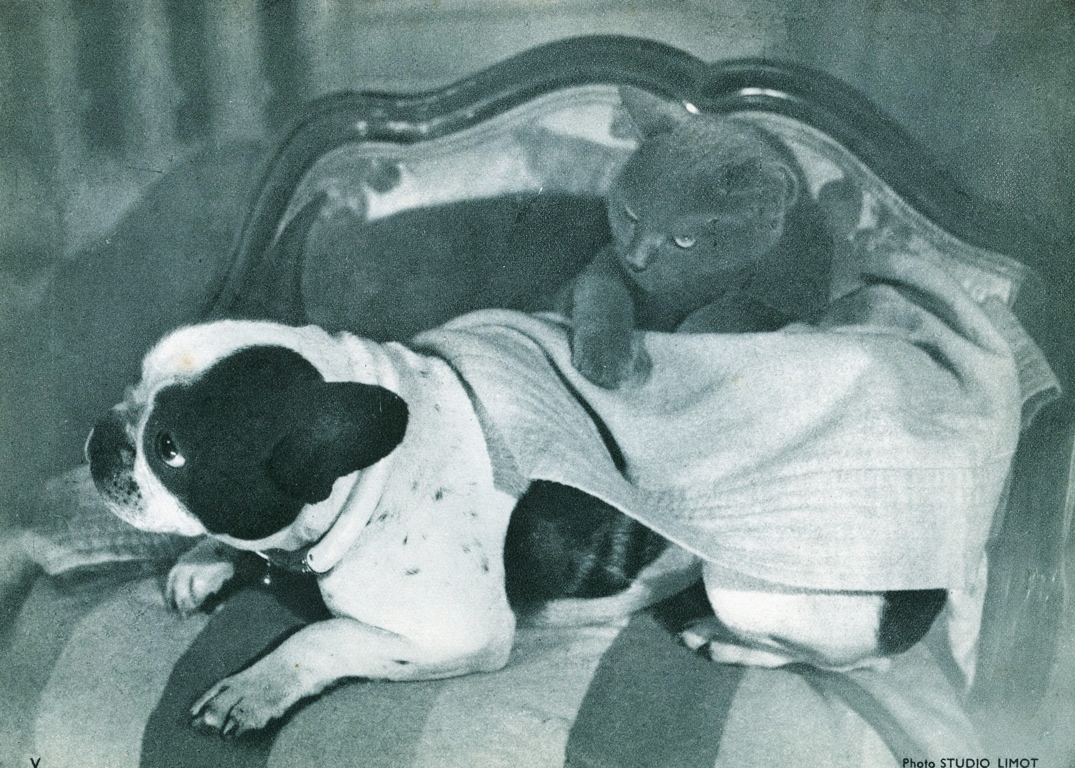 Los gatos de Colette – Gatos y Respeto