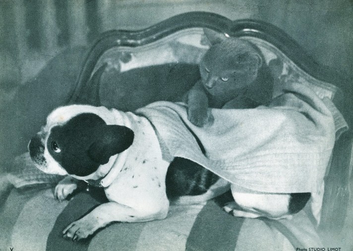 Los gatos de Colette – Gatos y Respeto