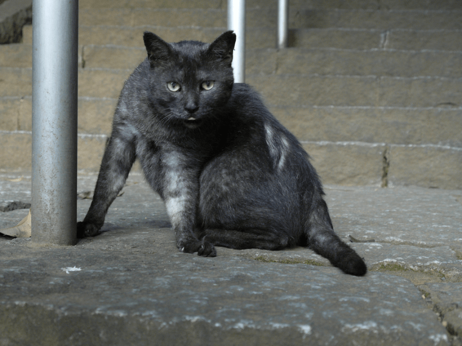Los gatos negros y el melanismo – Gatos y Respeto