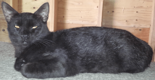 Los gatos negros y el melanismo – Gatos y Respeto