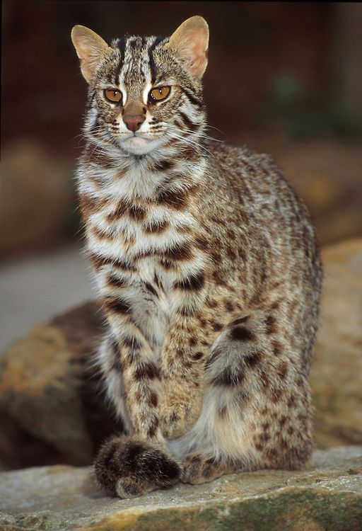 El gato leopardo – Gatos y Respeto