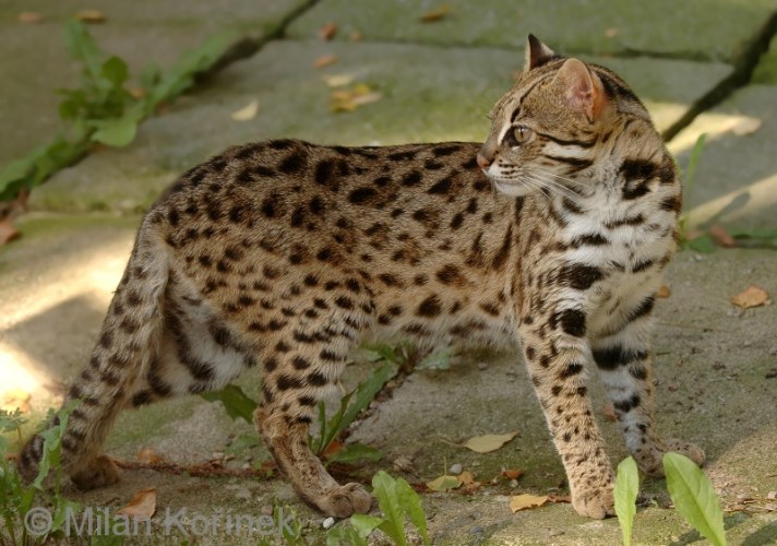 El gato leopardo – Gatos y Respeto