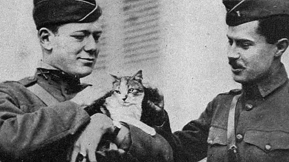 Gatos en la guerra – Gatos y Respeto