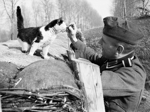 Gatos en la guerra – Gatos y Respeto