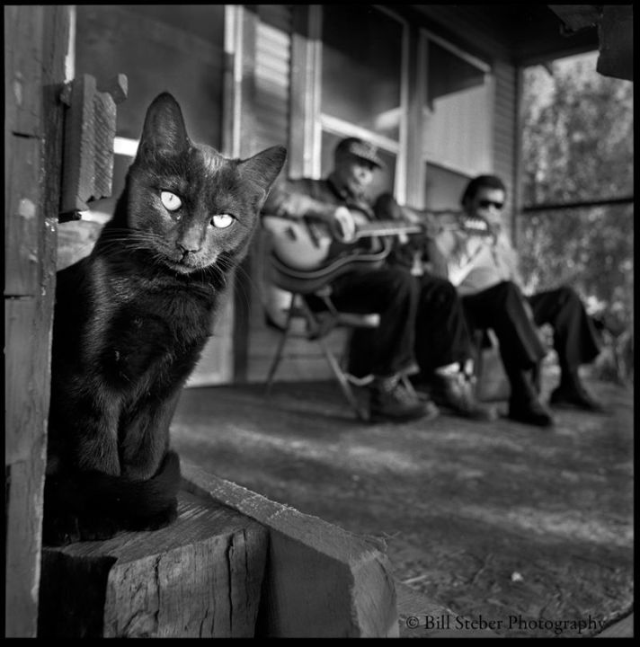Gatos y jazz – Gatos y Respeto