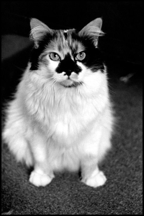 Los gatos del fotógrafo Elliott Erwitt – Gatos y Respeto