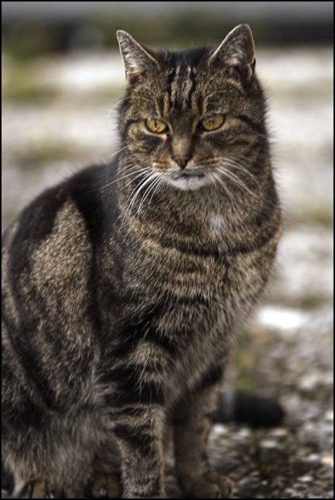 El gato en los haikus – Gatos y Respeto