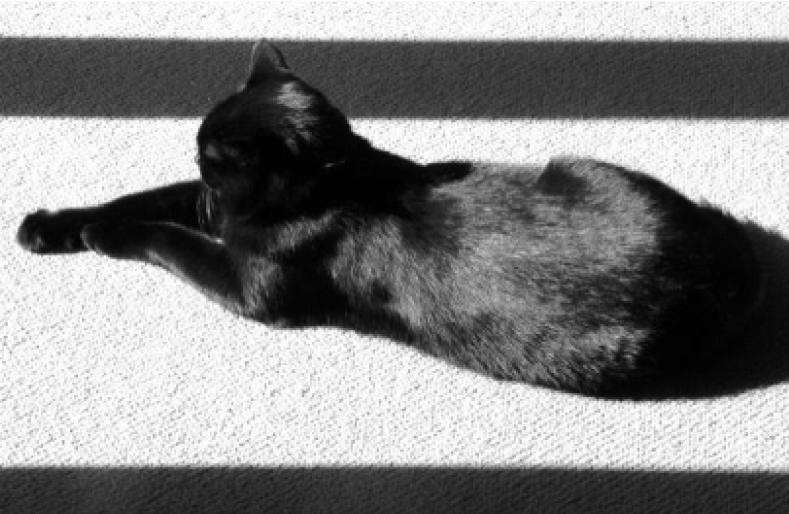 El gato y la filosofía, de John Gray – Gatos y Respeto