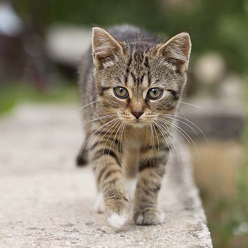 Gatos atigrados, ¿por qué tienen rayas? – Gatos y Respeto