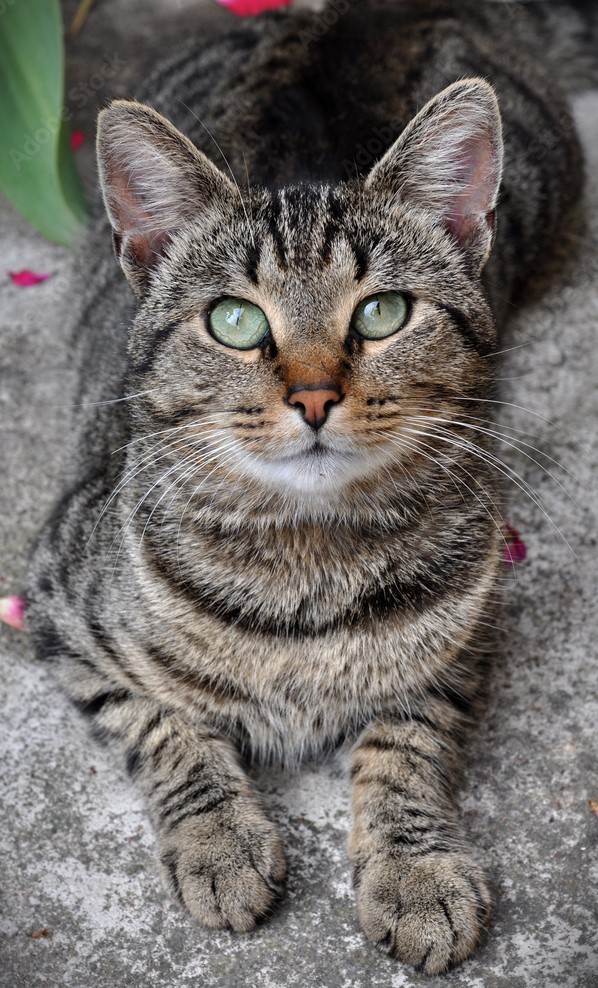 Gatos atigrados, ¿por qué tienen rayas? – Gatos y Respeto
