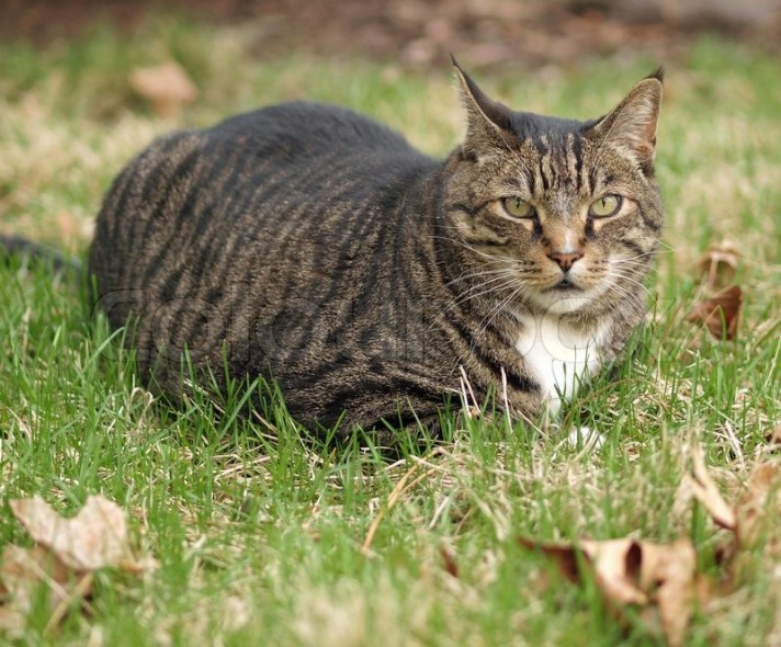 Gatos atigrados, ¿por qué tienen rayas? – Gatos y Respeto