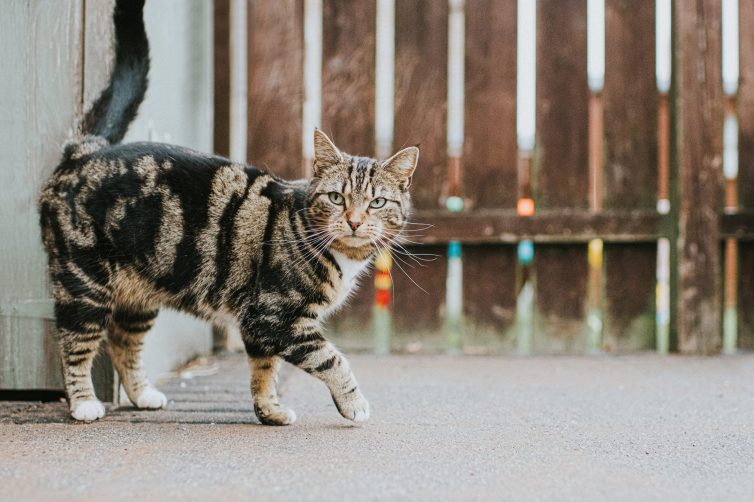 Gatos atigrados, ¿por qué tienen rayas? – Gatos y Respeto