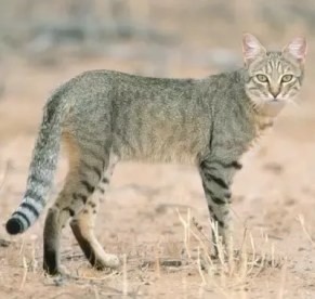 Gatos atigrados, ¿por qué tienen rayas? – Gatos y Respeto
