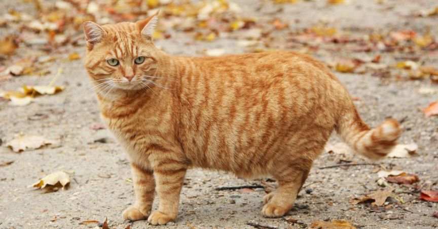 Gatos atigrados, ¿por qué tienen rayas? – Gatos y Respeto