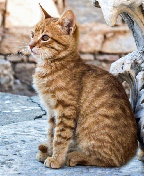 Gatos atigrados, ¿por qué tienen rayas? – Gatos y Respeto