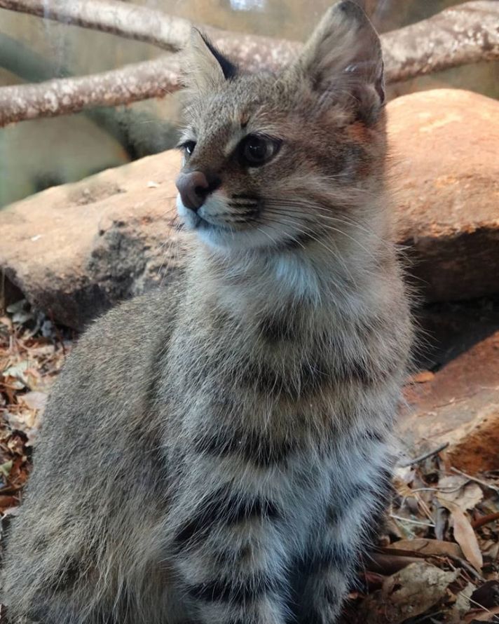 El gato de los pajonales, el gato colocolo y el gato del pantanal ...