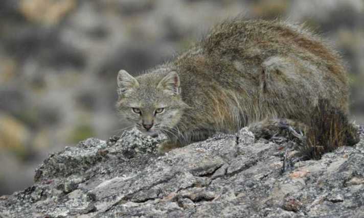 El gato de los pajonales, el gato colocolo y el gato del pantanal ...