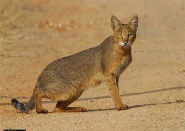 El gato doméstico y sus antepasados – Gatos y Respeto