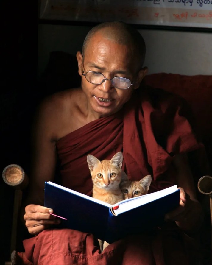 Gatos, budismo zen y Daisetsu Teitaro Suzuki – Gatos y Respeto