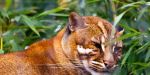 El gato de Borneo (Catopuma badia) – Gatos y Respeto