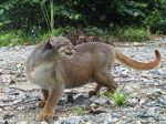 El gato de Borneo (Catopuma badia) – Gatos y Respeto