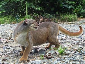 El gato de Borneo (Catopuma badia) – Gatos y Respeto