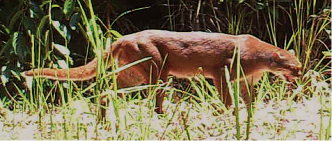 El gato de Borneo (Catopuma badia) – Gatos y Respeto