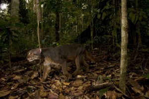 El gato de Borneo (Catopuma badia) – Gatos y Respeto