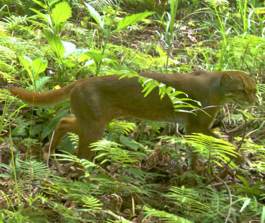 El gato de Borneo (Catopuma badia) – Gatos y Respeto