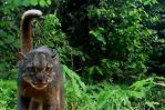 El gato de Borneo (Catopuma badia) – Gatos y Respeto