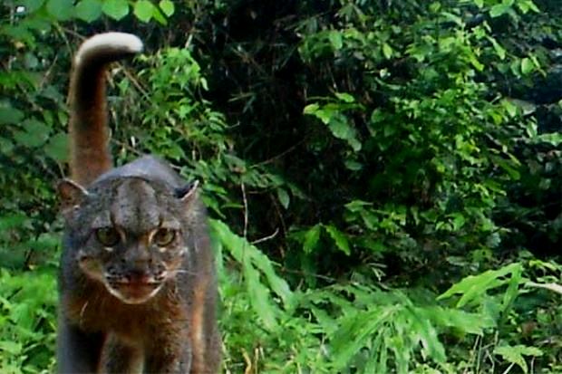 El gato de Borneo (Catopuma badia) – Gatos y Respeto