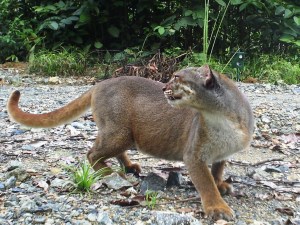 El gato de Borneo (Catopuma badia) – Gatos y Respeto