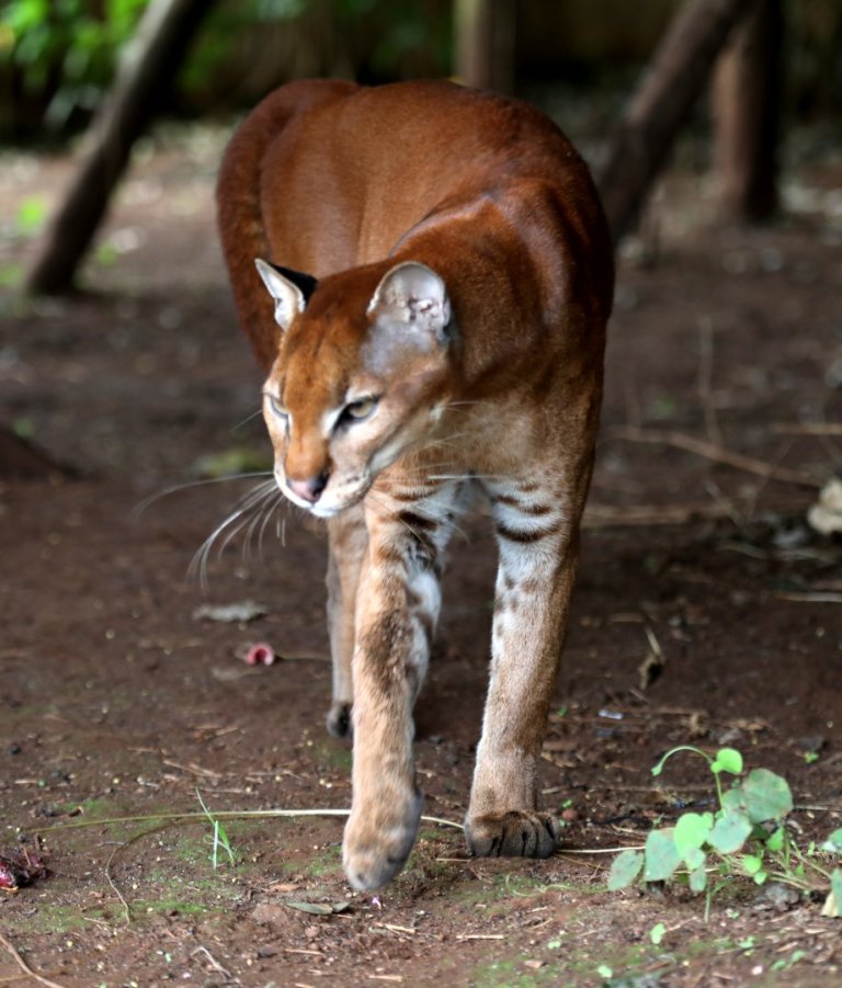 El gato dorado africano (Caracal aurata) – Gatos y Respeto