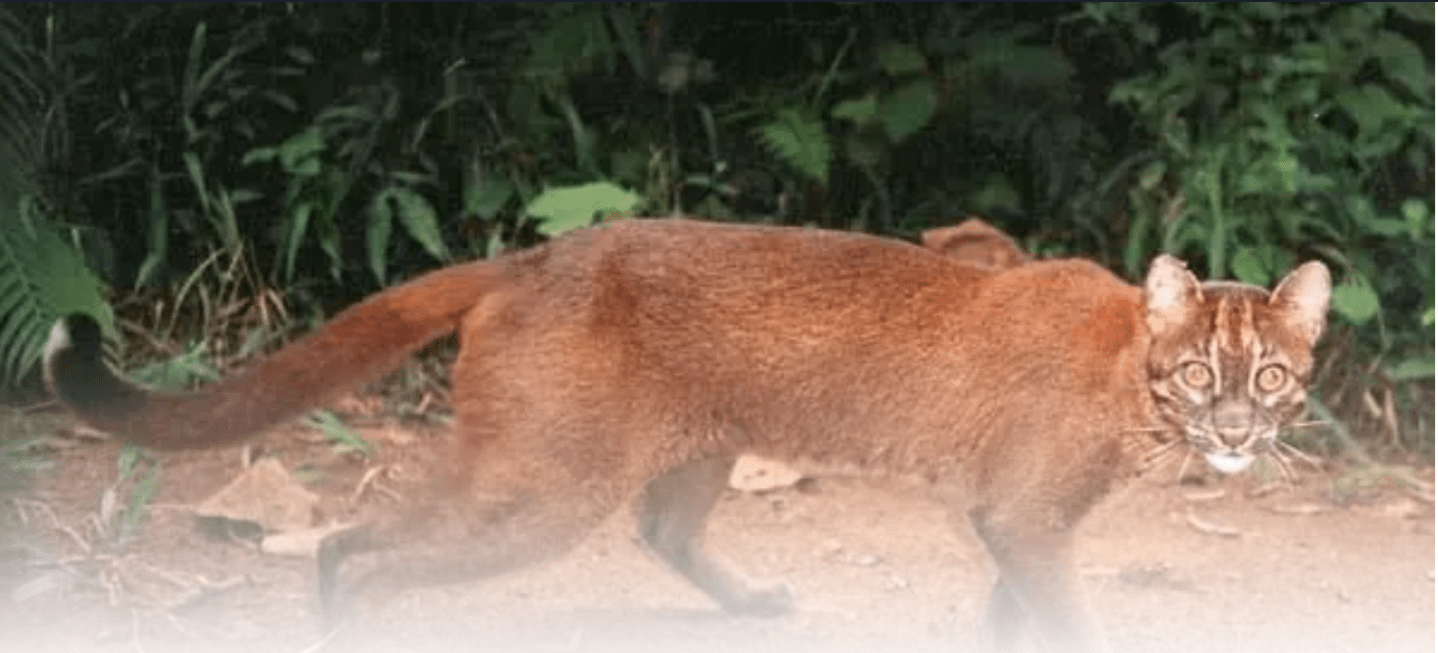 El gato dorado africano (Caracal aurata) – Gatos y Respeto