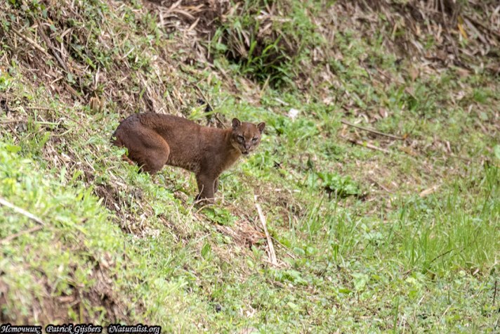 El gato dorado africano (Caracal aurata) – Gatos y Respeto