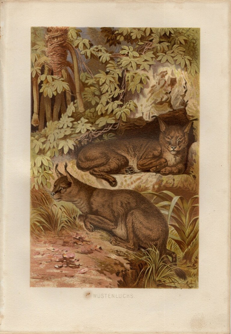 El gato dorado africano (Caracal aurata) – Gatos y Respeto